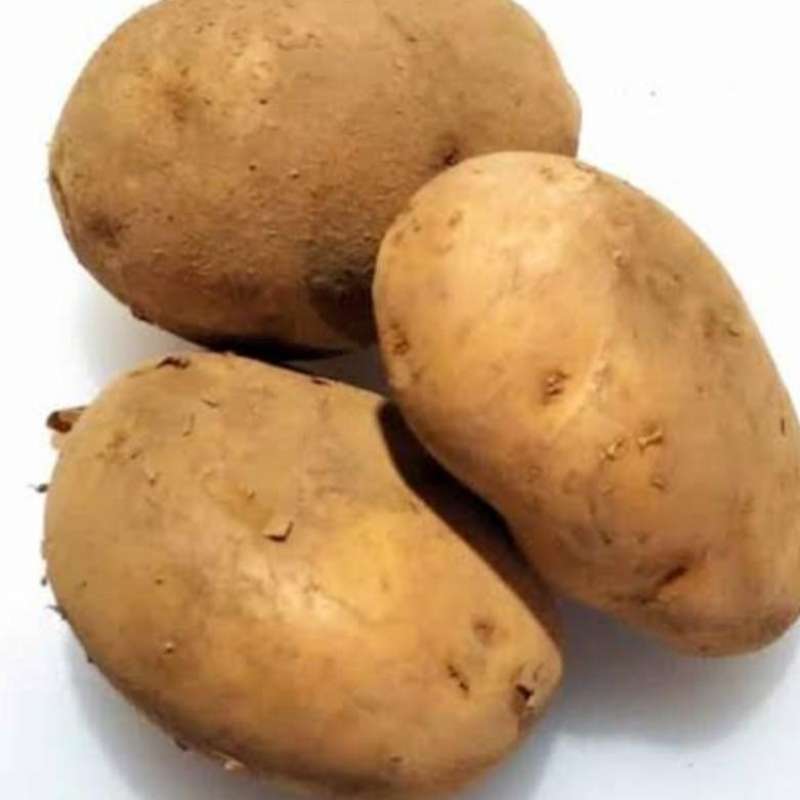 Jual kentang dieng besar per 5 kg di Seller Aeesha sayur - Kota Bandung ...