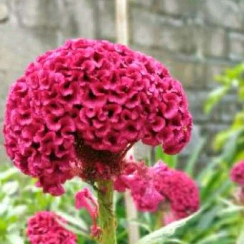 Jual Bibit/benih (biji) Bunga jeger ayam warna merah/celosia cristata ...