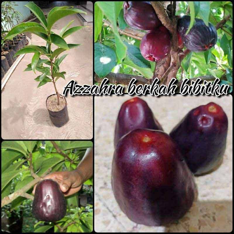 Jual Jambu Jamaika Merah 💯 Harga Murah & Kualitas Terbaik Juni 2026