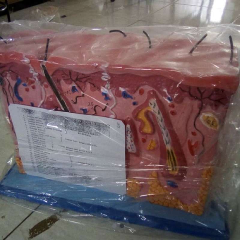 Jual Model Torso Penampang Kulit Manusia Di Seller Anes Medika Center ...
