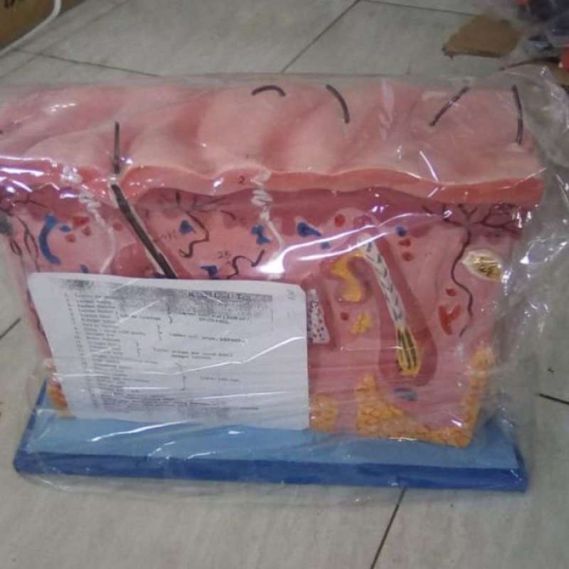 Jual Model Torso Penampang Kulit Manusia Di Seller Anes Medika Center ...