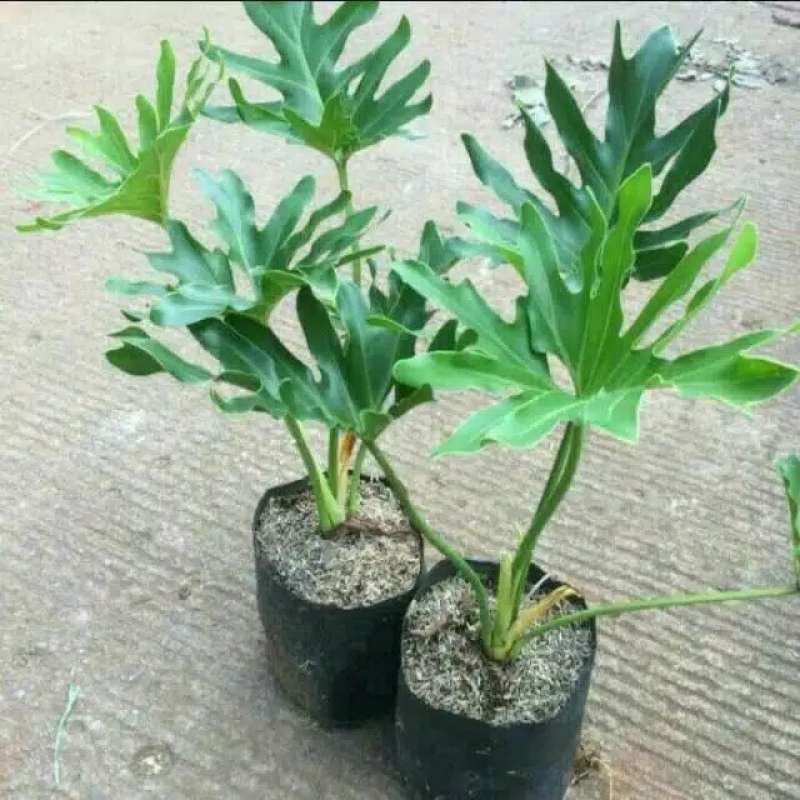 Jual Tanaman hias indoor philodendron selloum/bibit taneman indor pilo ...