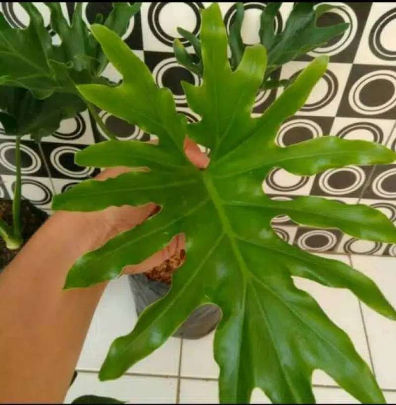 Jual Tanaman Hias Indoor Philodendron Selloum/bibit Taneman Indor Pilo ...