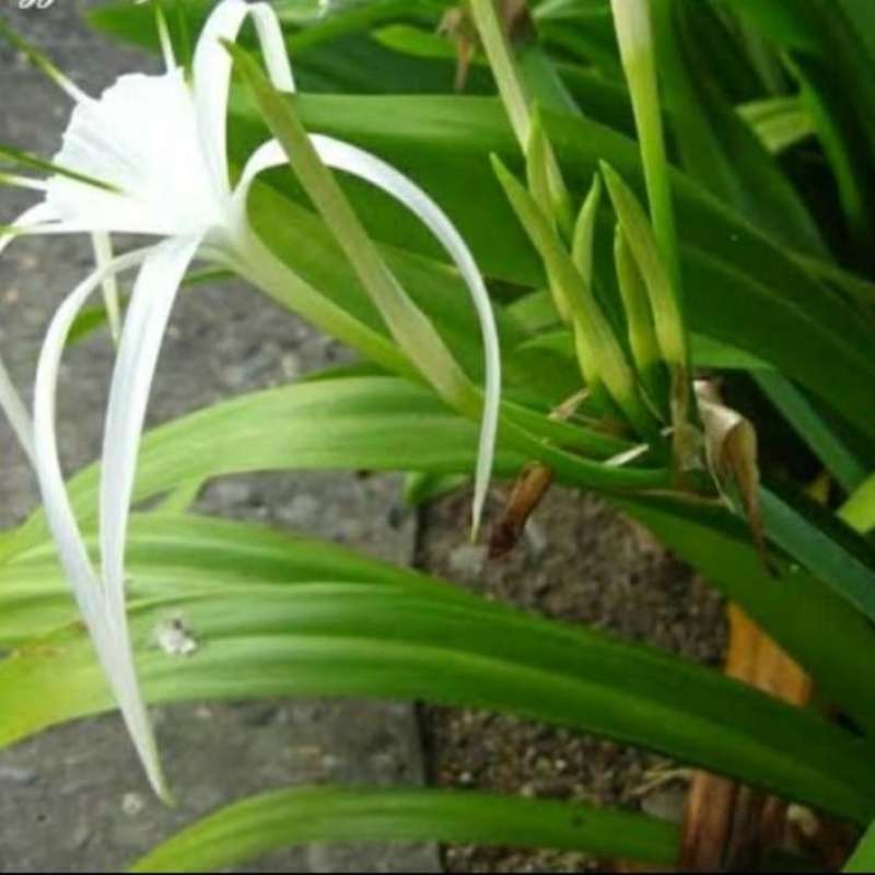 Jual Pohon Bakung Lele Original Murah - Harga Diskon April 2024 ...