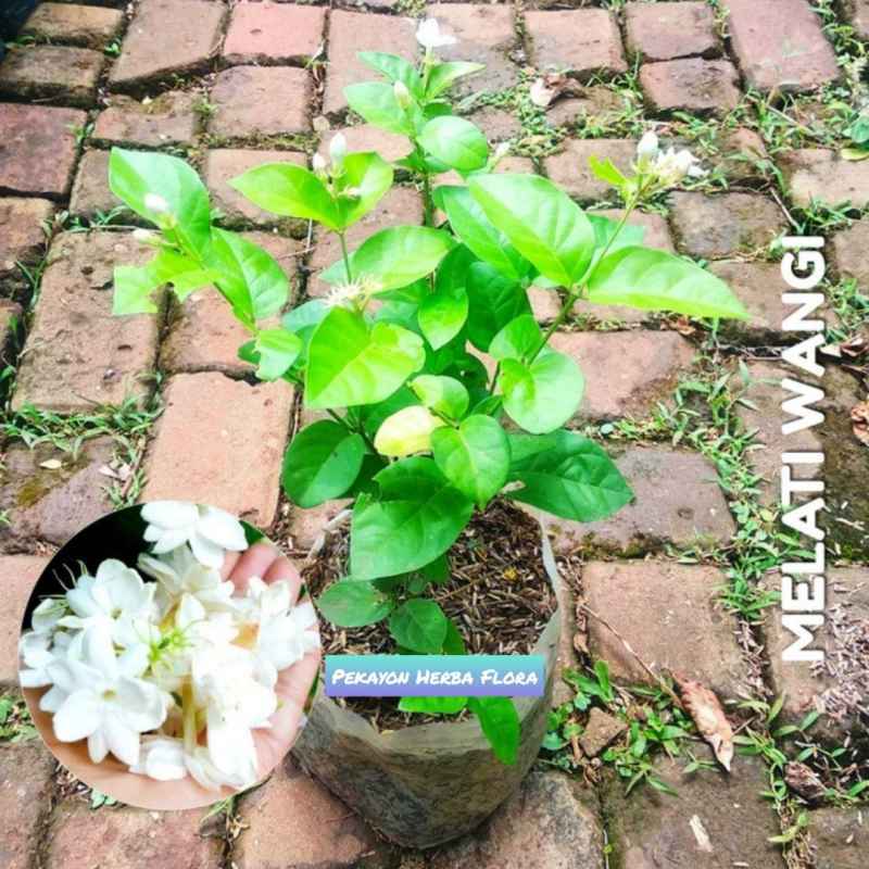 Jual Tanaman Melati Wangi Di Seller Pekayon Herba Flora - Pekayon Jaya ...