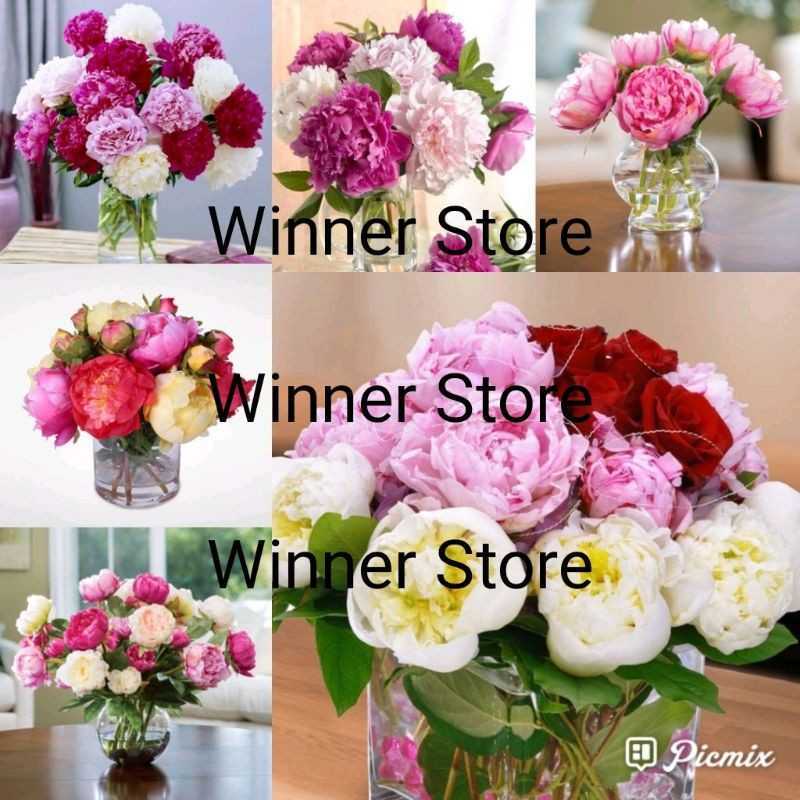 Jual 1 biji dwarf double botan paeony tiongkok paeonia lactiflora ...