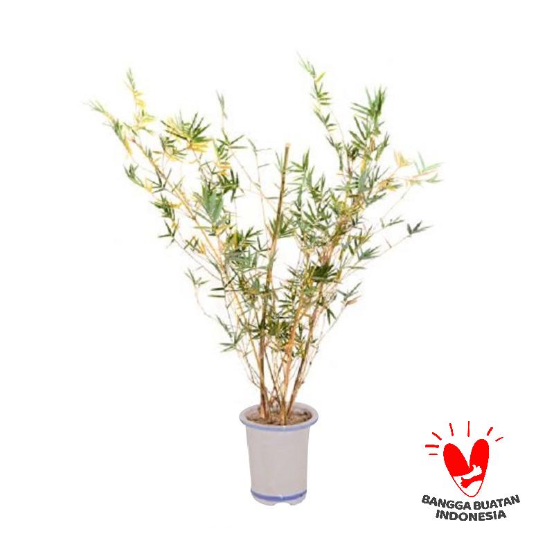 Jual Kebun Bibit Tanaman Bambu Kuning Mini di Seller Anekatanaman ...