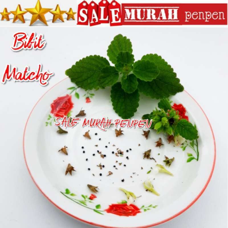 Promo POHON MATCHO - MATCO - DAUN MATCHO - Bibit Matcho Diskon 51% di ...