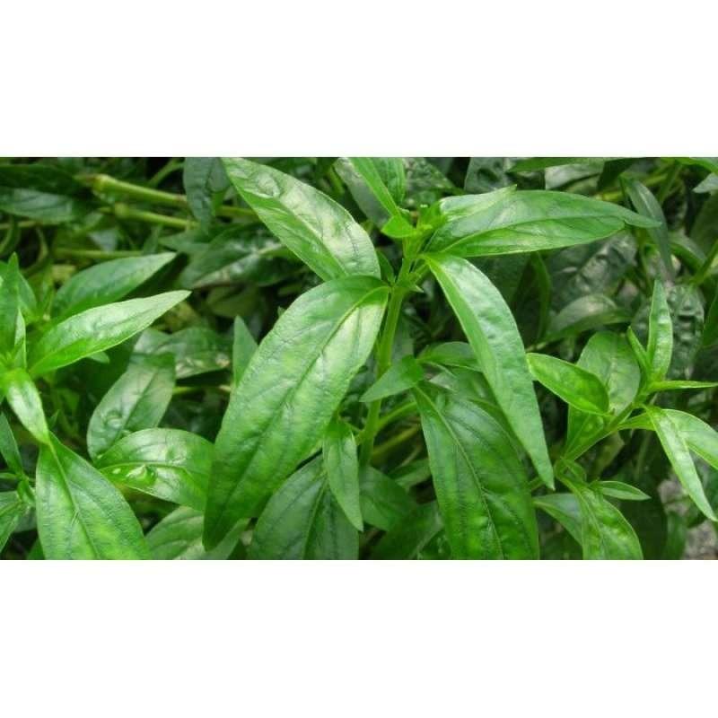 Promo SAMBILOTO KERING 100G BATANG DAUN SAMBILOTO ASLI MURNI KERING ... Promo SAMBILOTO KERING 100G BATANG DAUN SAMBILOTO ASLI MURNI KERING ...