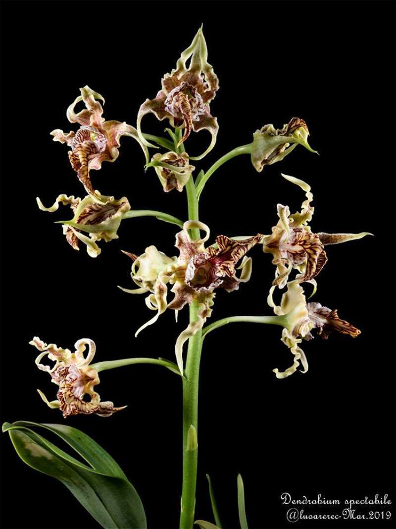 Jual Dendrobium Spectabile di Seller Rhea Orchids Mojokerto - Brayung ...