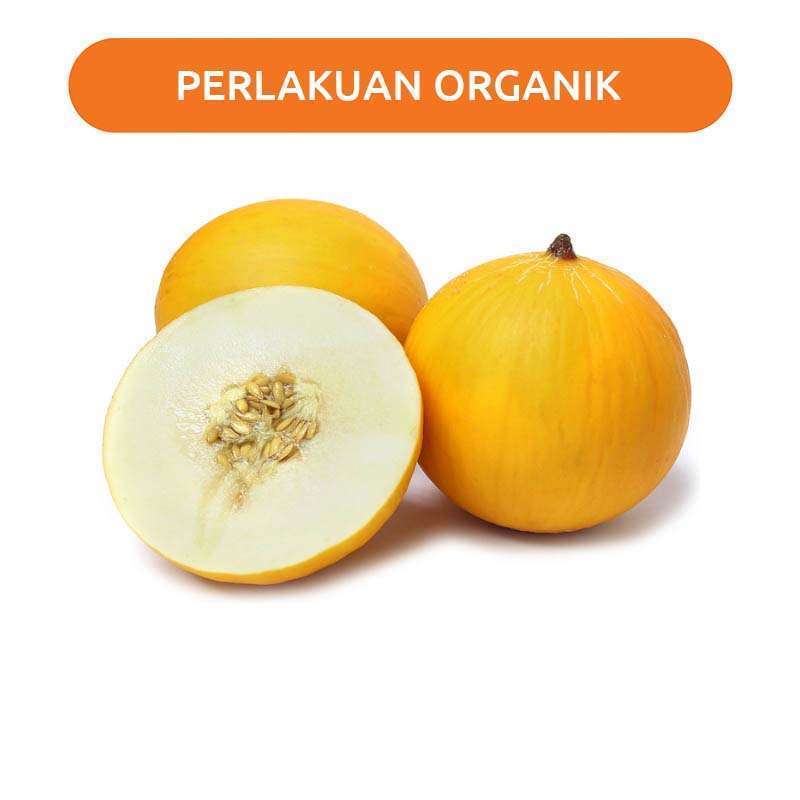 Promo Melon Kuning 1 pcs Diskon 6% di Seller Halo Mart - Kassi-Kassi ...
