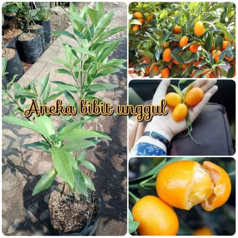Jual Bibit Jeruk Nagami Atau Jeruk Kumquat Aneka Bibit Unggul Di Seller ...