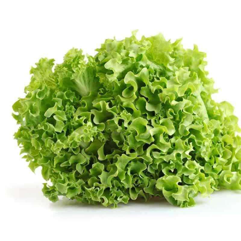 Daun Selada Hijau Gratis Ongkir 🏷️ Harga Murah Januari 2026