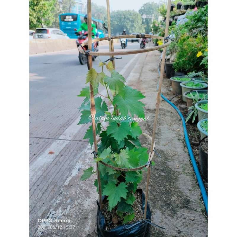 Jual Bibit Anggur Amur - pohon anggur - tanaman anggur di Seller Agro ...
