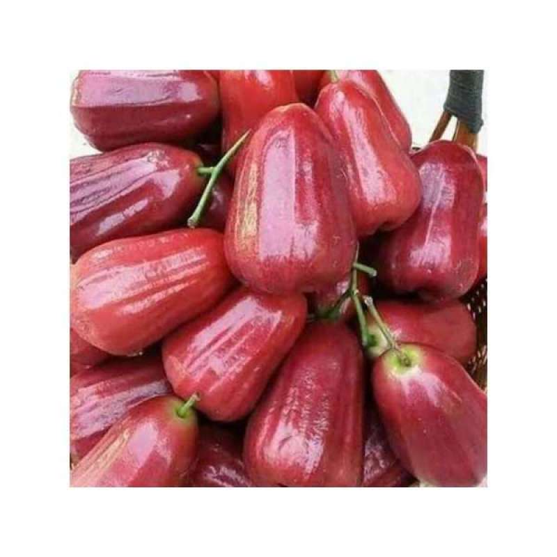 Jual Macam Macam Jenis Jambu Termurah - Harga Grosir Terupdate Hari Ini ...