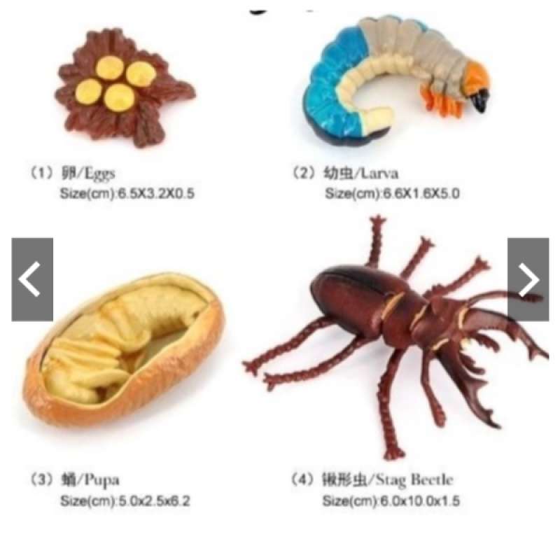 Jual Malotoys - Life Cycle Figurine Ant Beetle Chicken Duck Frog Mantis ...