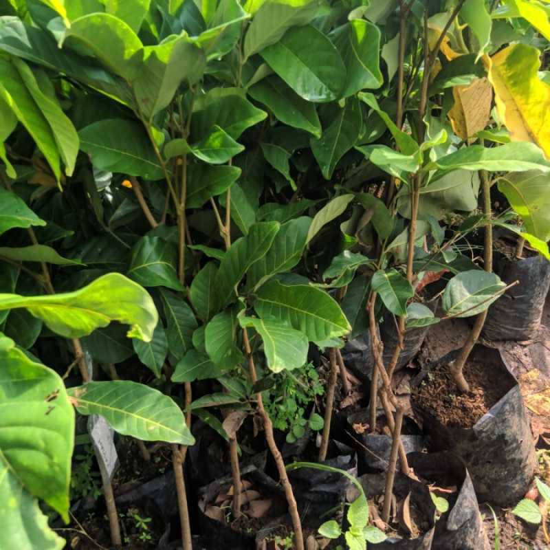 Jual BIbit Tanaman Rambutan Aceh di Seller risma bibit tanaman ... Jual BIbit Tanaman Rambutan Aceh di Seller risma bibit tanaman ...