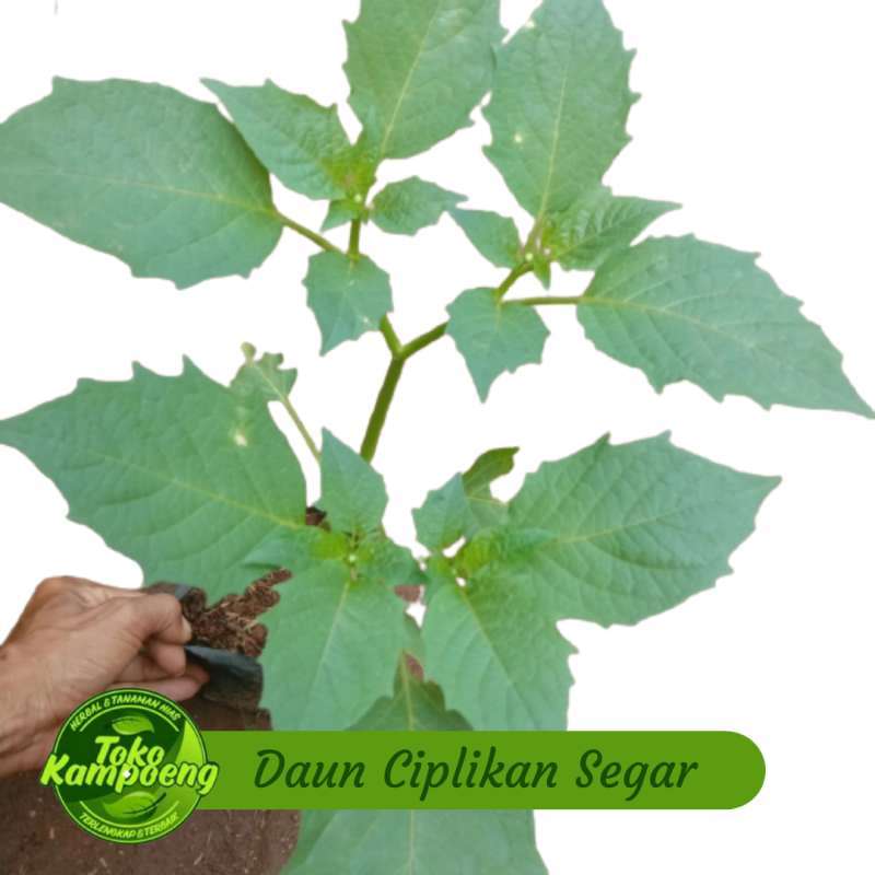 Jual Herbal Daun Ciplukan Segar 1KG - Cecendet Herbal Diabetes di ...