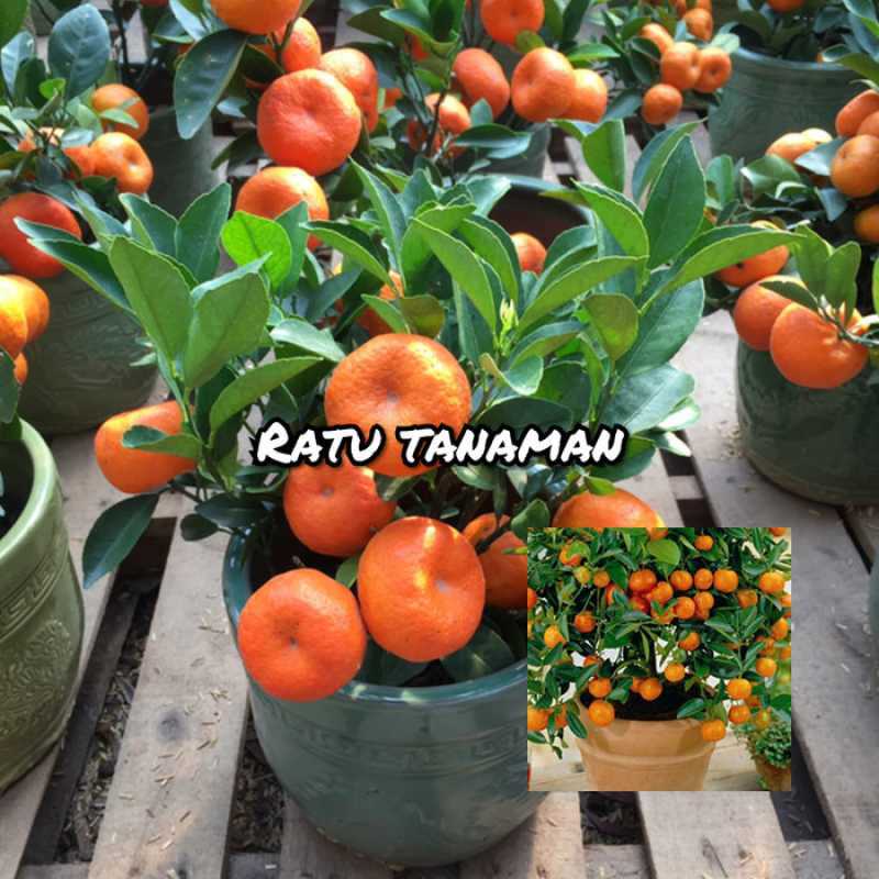 Jual bibit buah jeruk imlek di Seller Bibit satuu - Pondok Bambu, Kota ...
