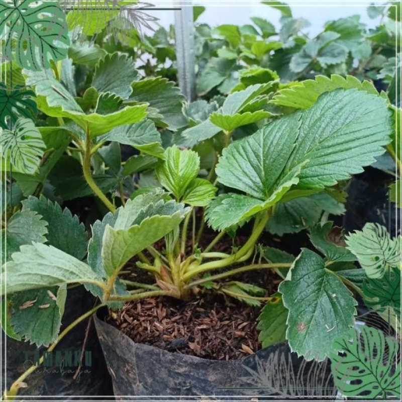 Jual Bibit Tanaman Buah Strawberry Strobery di Seller samsul bibit ...