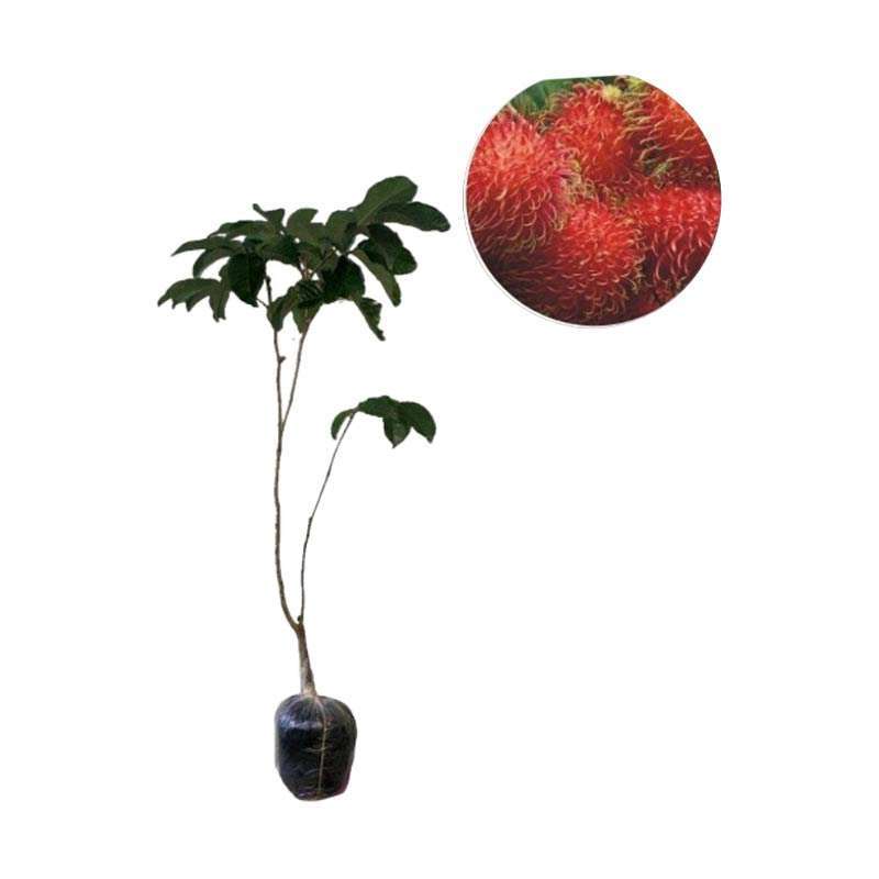 Jual Rambutan Garuda 💯 Harga Murah & Kualitas Terbaik Februari 2025