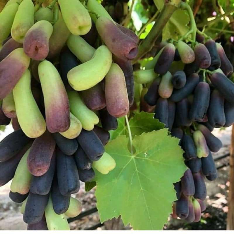 Jual Tanaman Anggur Moondrop Original Murah - Harga Diskon April 2024 ... Jual Tanaman Anggur Moondrop Original Murah - Harga Diskon April 2024 ...
