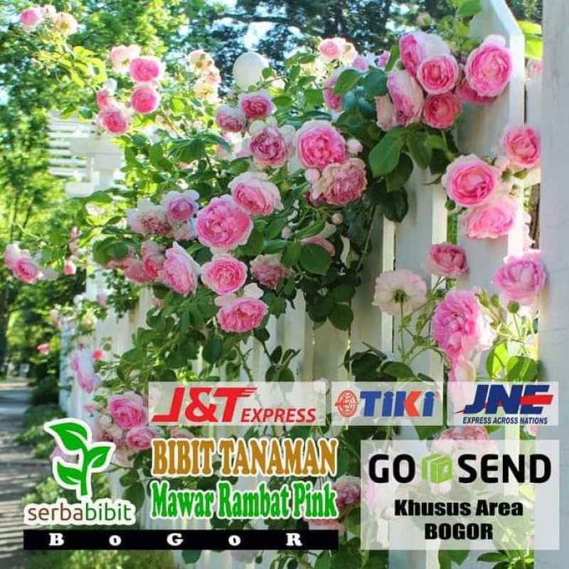 Jual G3P Bibit Pohon Bunga Mawar Rambat Pink Tanaman Hias Climbing Rose ...