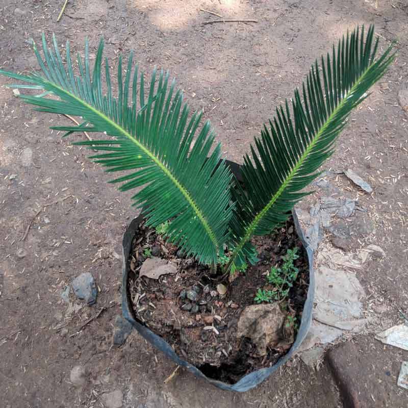 Simak! Gambar Tanaman Pakis Haji Kekinian - Informasi Seputar Tanaman Hias