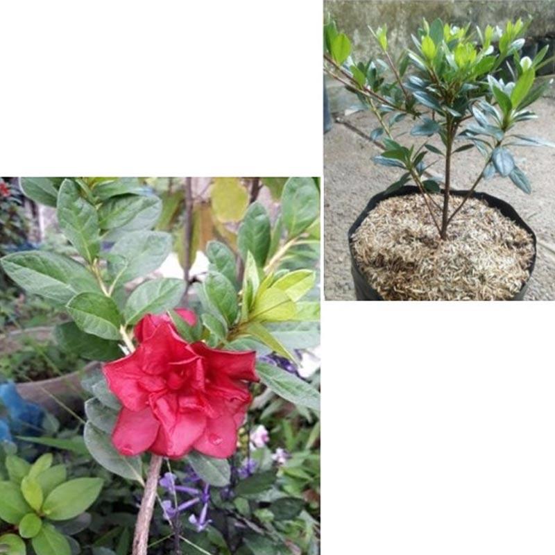 Terkeren 13+ Foto Bunga Azalea - Gambar Bunga Indah