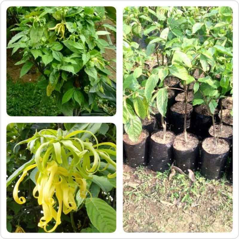 Bunga Kenanga - Harga Terbaru Desember 2025