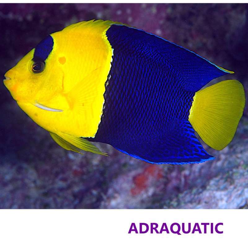 Jual Ikan Hias Air Laut Angel Bk Bicolor Angelfish Eibi Potters ...