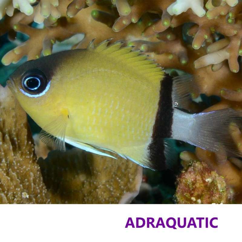 Jual IKAN HIAS AIR LAUT BETOK SUSU CHROMIS RETROFASCIATA di Seller ...