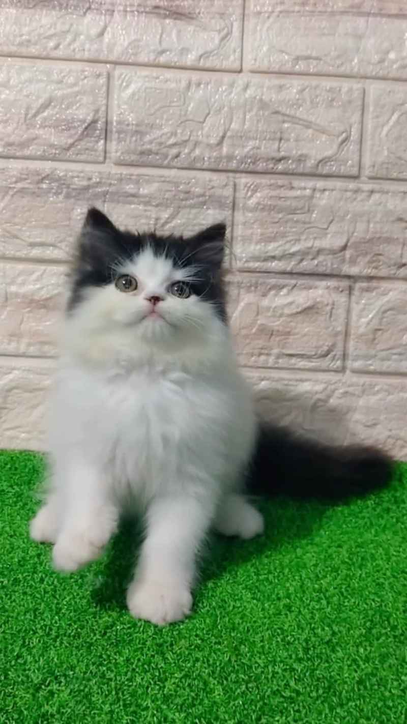 Kucing Persia Flat Nose