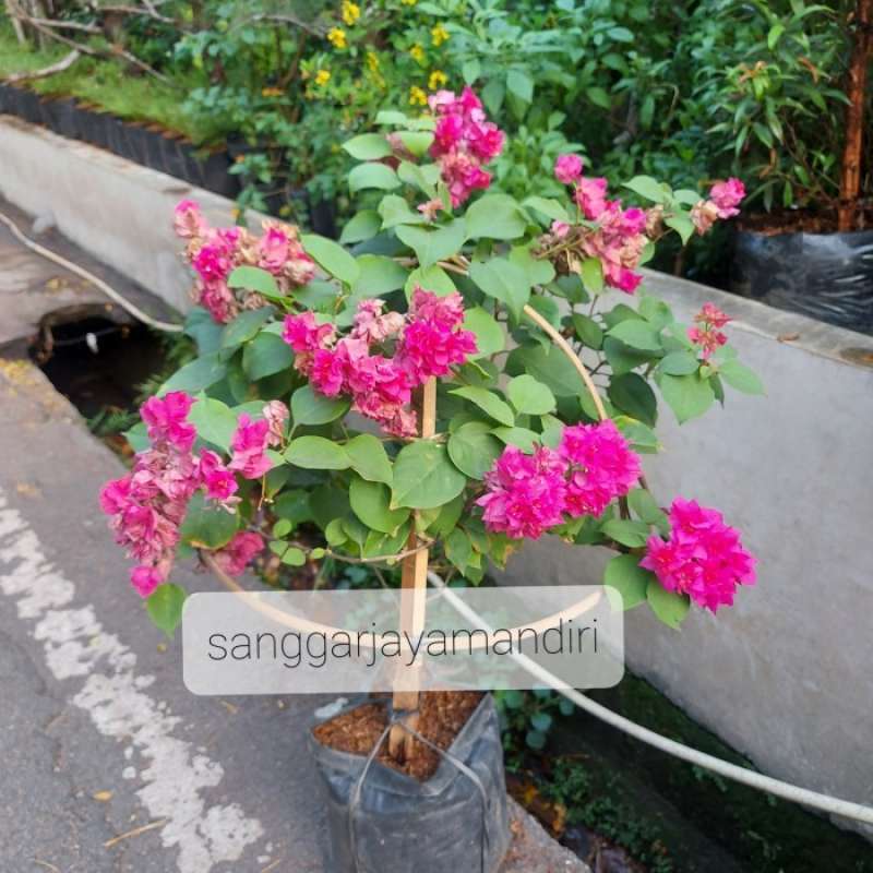 Jual pohon bugenvil merah fanta bunga tumpuk - Multicolor di Seller ...
