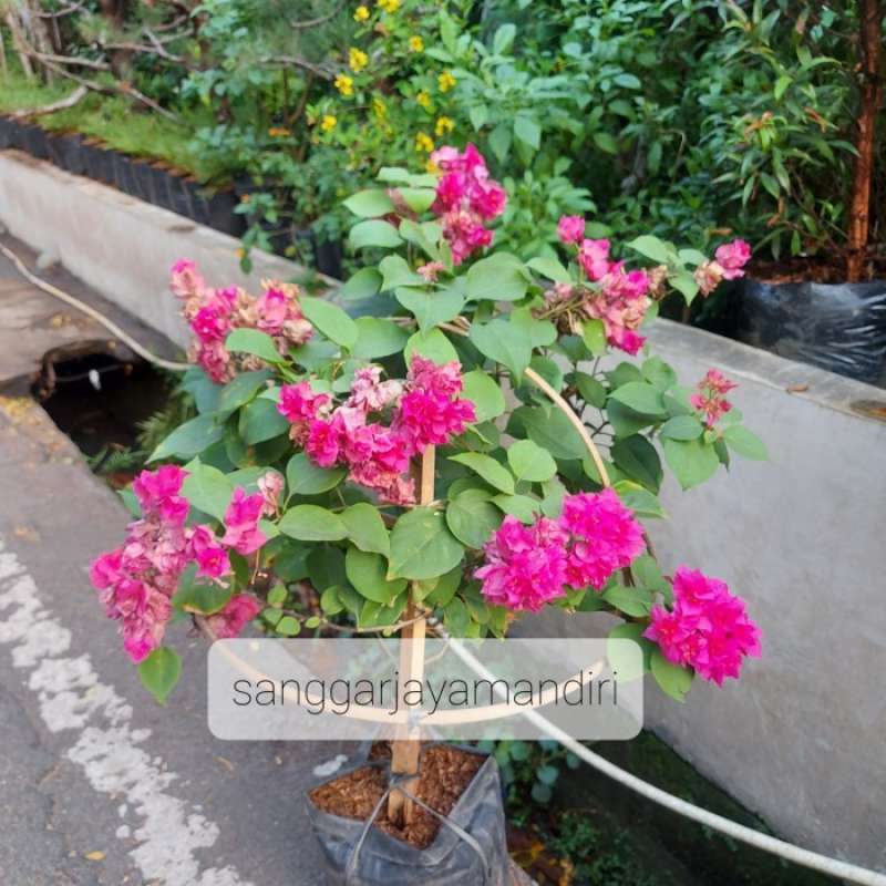 Jual pohon bugenvil merah fanta bunga tumpuk di Seller Agra - Wanajaya ...
