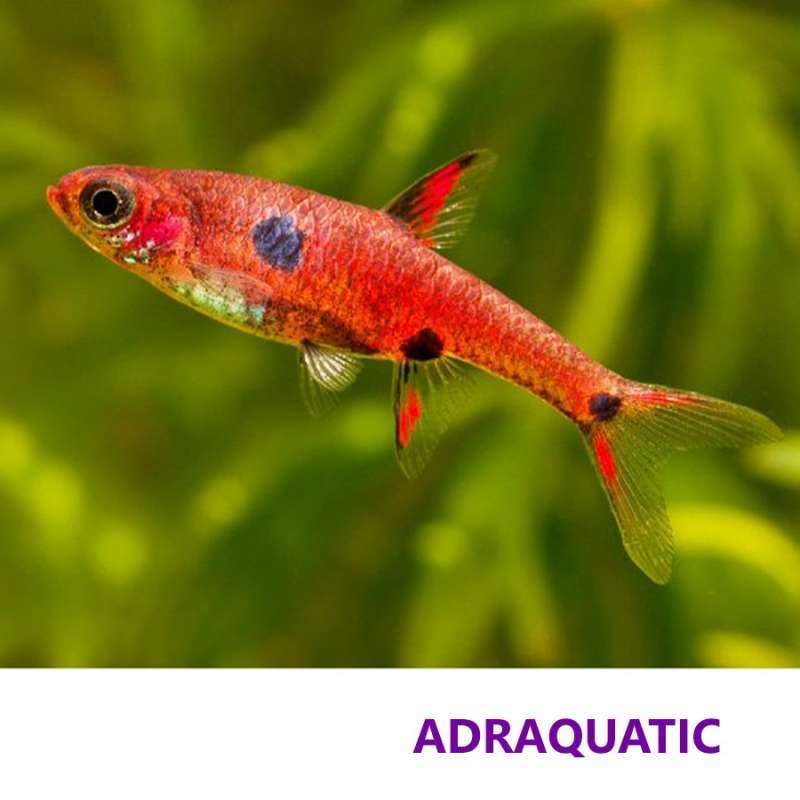 Jual Ikan Hias Rasbora Maculata Dwarf Pygmy Maculatus Air Tawar Di ...