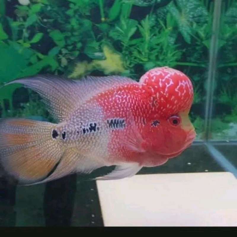 Jual Kamfa Louhan Termurah - Harga Grosir Terupdate Hari Ini | Blibli