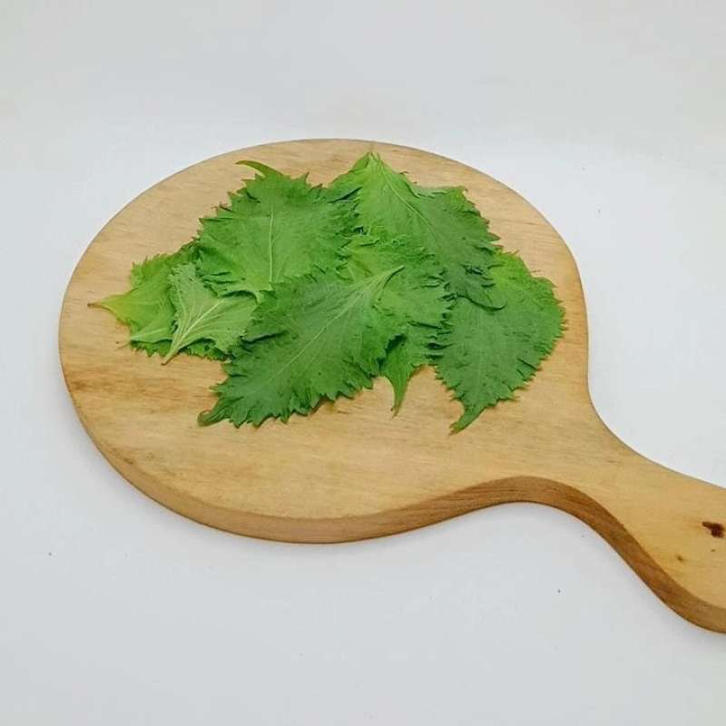 Promo Rumah Sayur Daun Obha / Oba / Daun Kenip [1 Pack] Diskon 8% Di ...