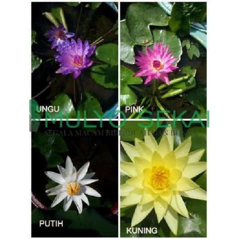 Jual Paket Tanaman Teratai 4 Pohon 4 Warna di Seller Mulyosekar ...