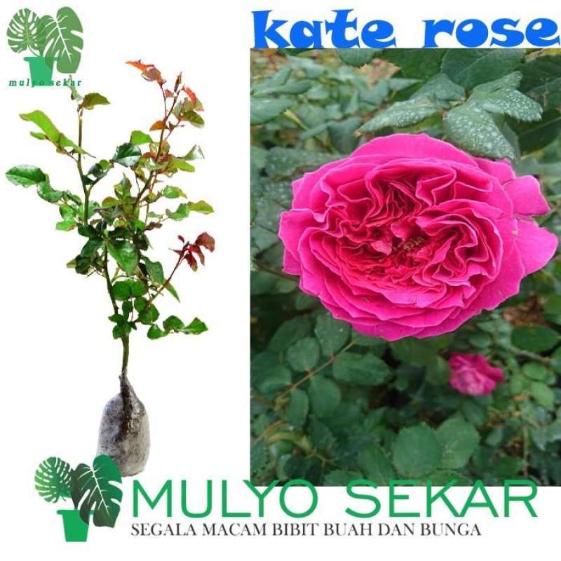 Jual Bunga Mawar Import David Austin Kate Rose Berbunga Wangi Tanaman ...