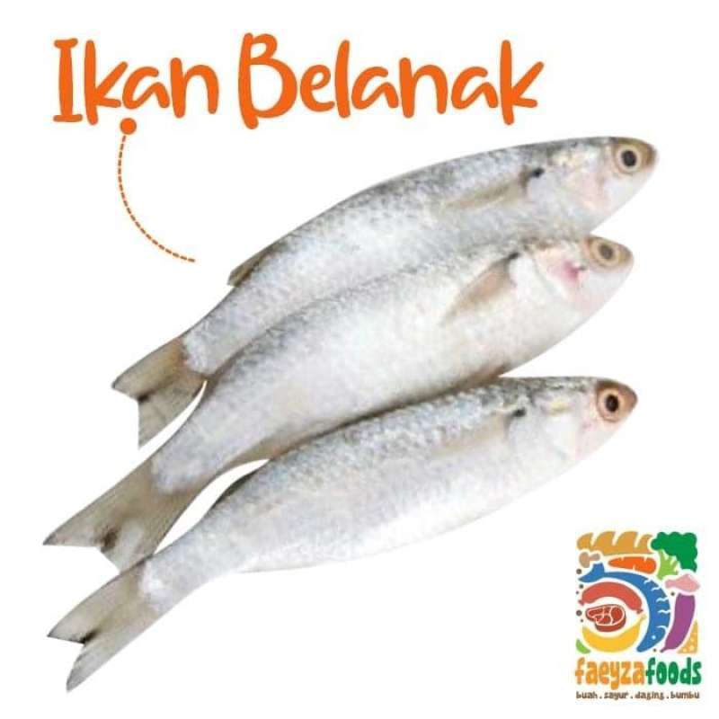 Jual Ikan Belanak/bandeng Laut Segar (1kg) Di Seller Faeyzafoods ...