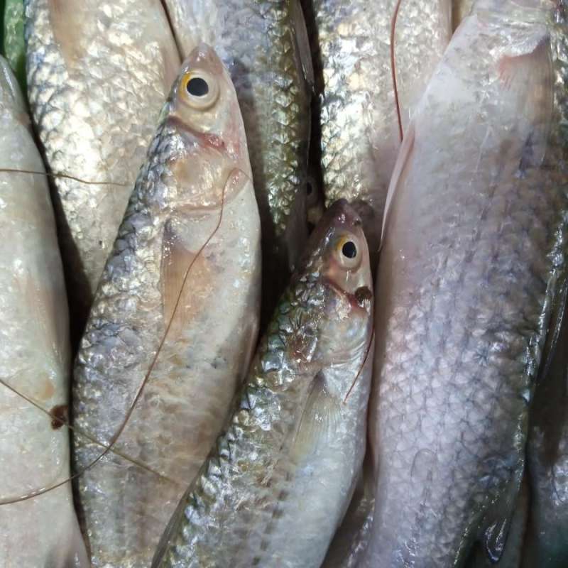 Jual Ikan Belanak/bandeng Laut Segar (1kg) Di Seller Faeyzafoods ...