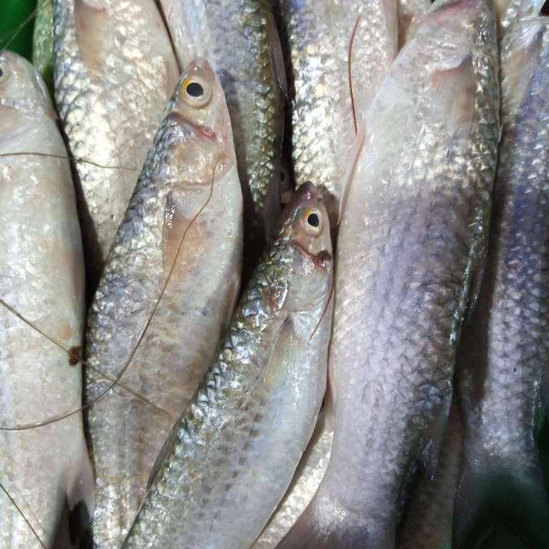 Jual Ikan Belanak/bandeng Laut Segar (1kg) Di Seller Faeyzafoods ...