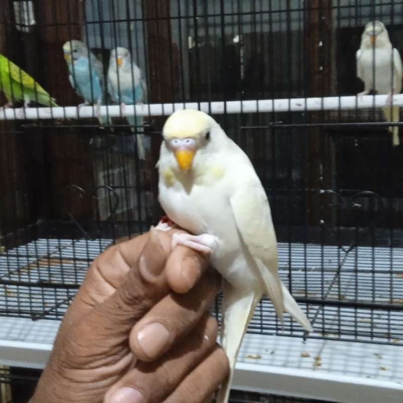 Jual Parkit Warna Putih Cremino Jinak Di Seller Laskar Parrot ...