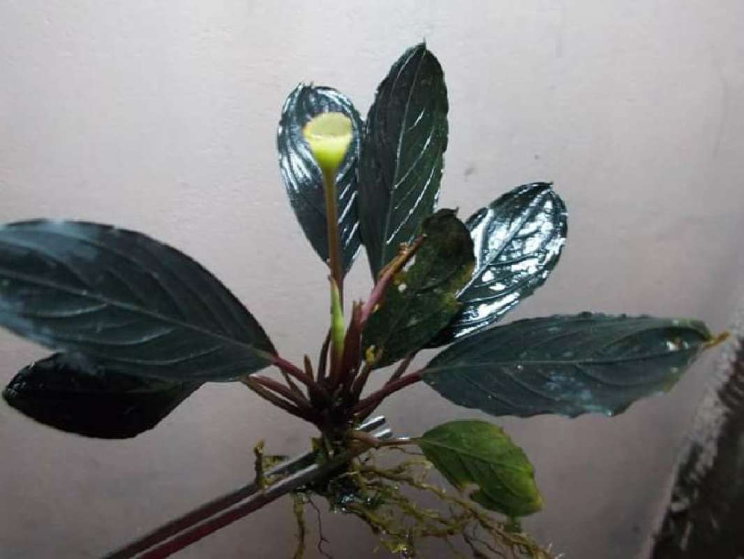 Jual Bucephalandra Skeleton king dark di Seller Toko adi Supriadi ...
