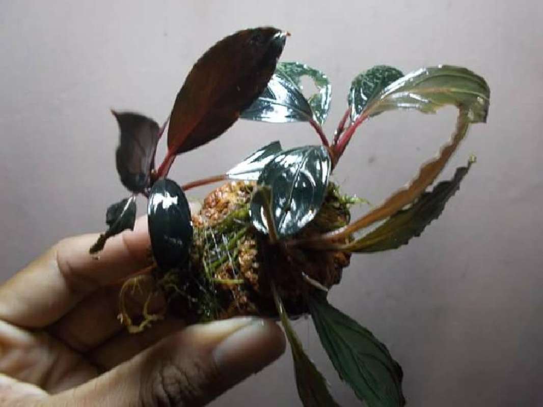 Jual Bucephalandra Skeleton king dark di Seller Toko adi Supriadi ...