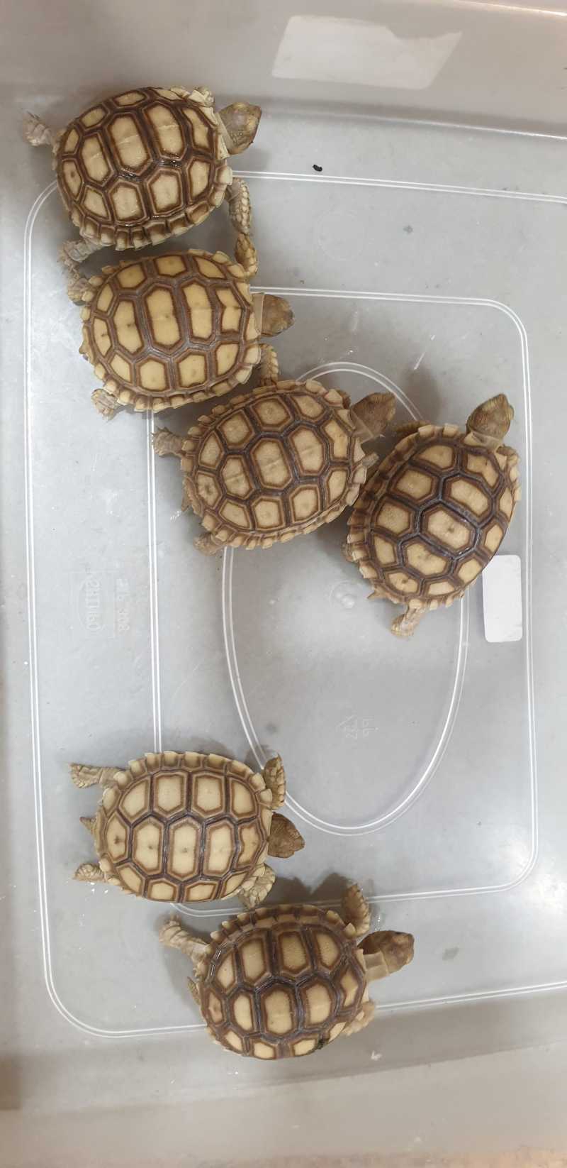 Jual Sulcata size 6cm dan perlengkapannya di Seller Tortomezia - Kab ...