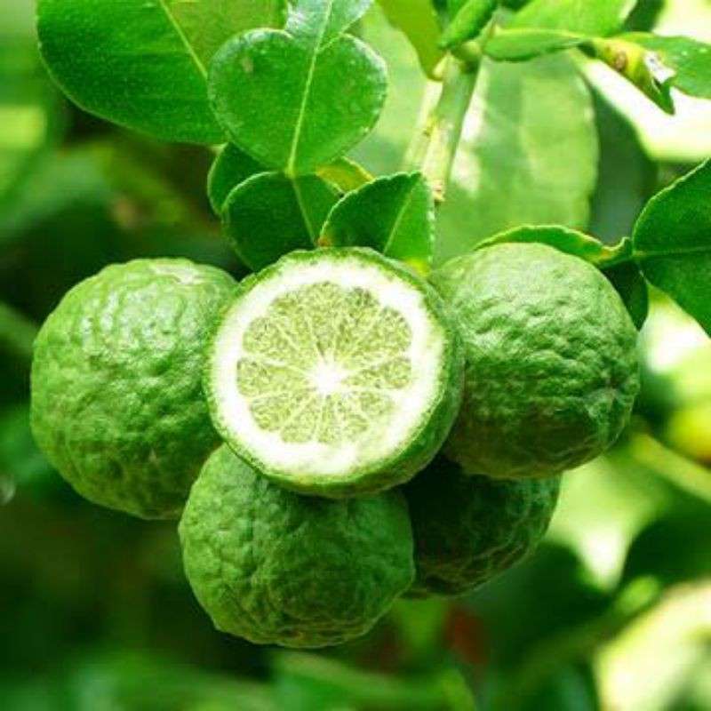 Pohon Jeruk Limao Jual Bibit Pohon Jeruk Limo//jeruk Limau Di Seller