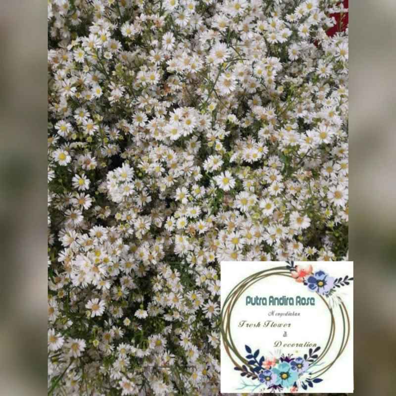 Jual BUNGA PIKOK PUTIH SATU IKAT ISI 10 TANGKAI di Seller Putra Andira ...