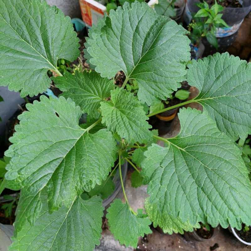 Jual Bibit Pohon Daun Matcho/macau Di Seller Batam Majumakmur - Tiban ...